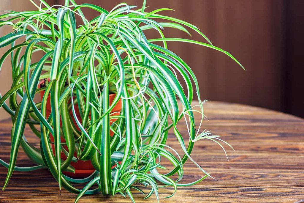 20 Amazing Trailing Houseplants For Any Vertical Displays - Plantglossary