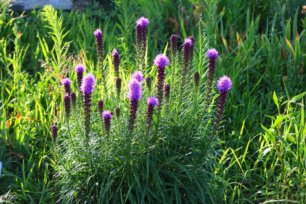 10 Sun-loving Perennials For A Cutting Garden - Plantglossary