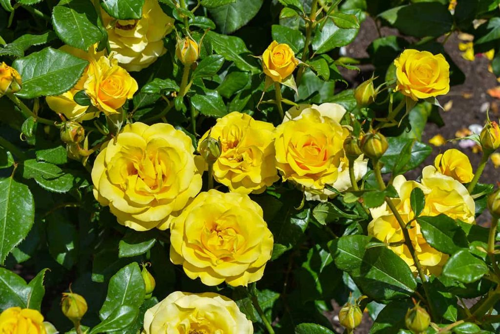 18 Tough Roses That Can Add Beaty and Withstand Harsh Climates ...