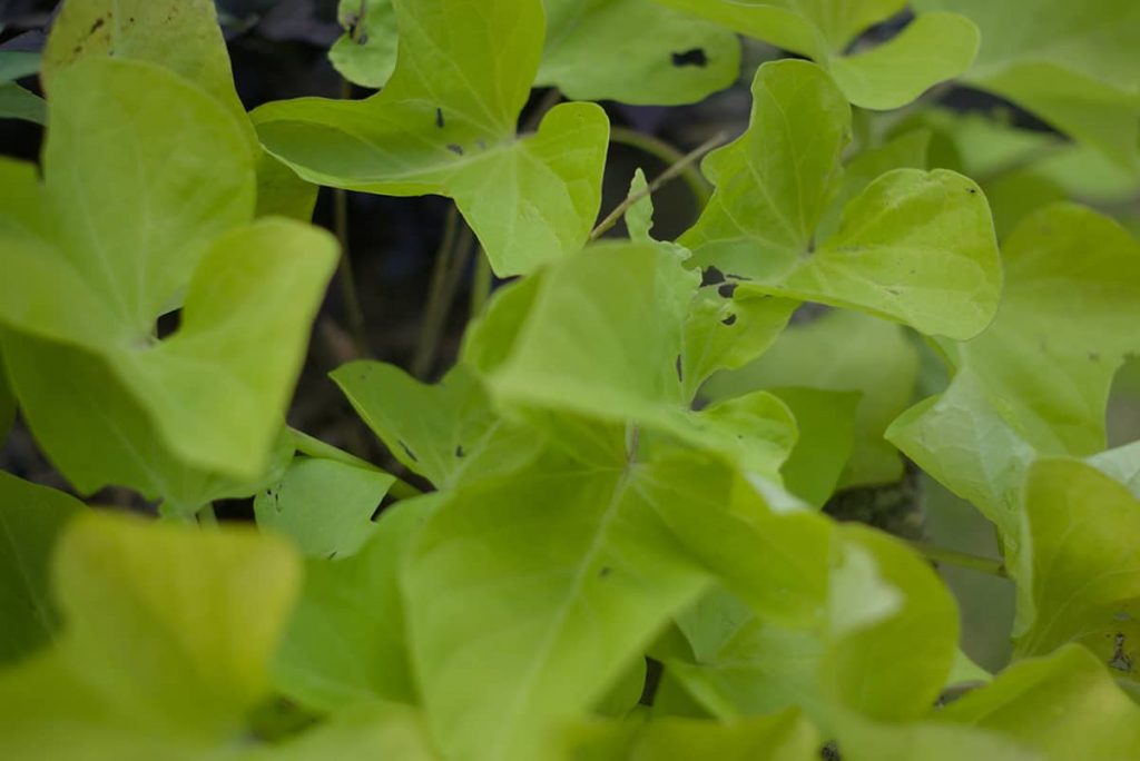 How to Grow and Care for the Sweet Potato Vine - Plantglossary