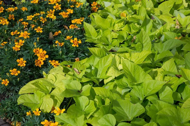 How to Grow and Care for the Sweet Potato Vine - Plantglossary