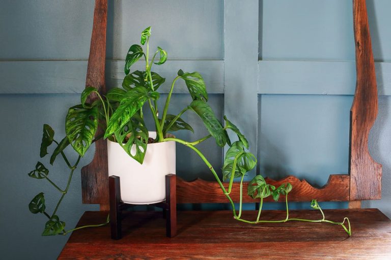 20 Amazing Trailing Houseplants For Any Vertical Displays - Plantglossary