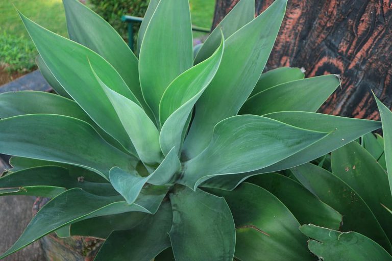 Agave 101 – Your Comprehensive Guide to Planting and Maintenance ...