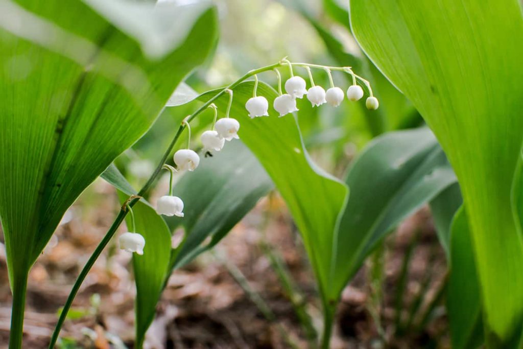 How to Grow Lily of the Valley For More Fragrant Blooms - Plantglossary
