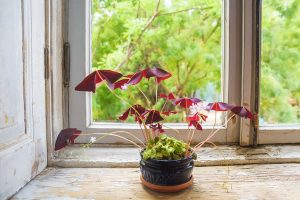 Oxalis Care Guide – Tips for a Thriving Shamrock Plant - Plantglossary