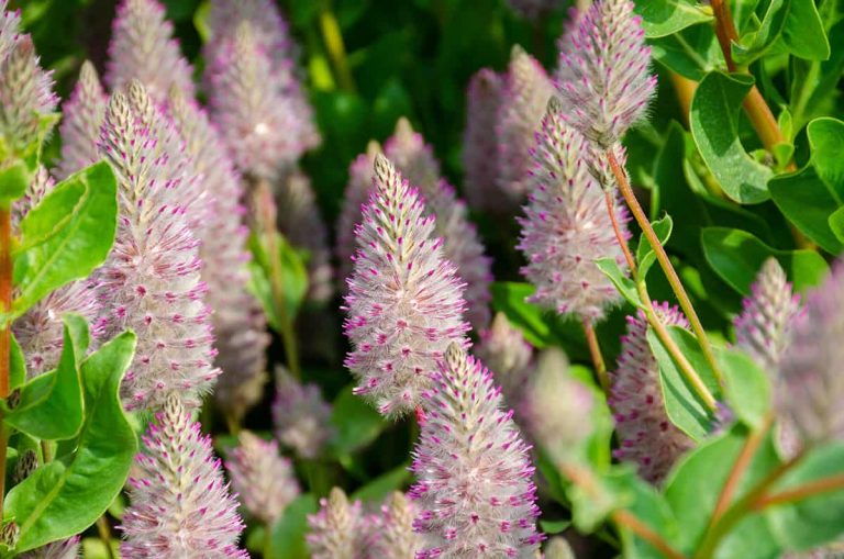 How to Grow and Care for Ptilotus For Stunning Flowers - Plantglossary