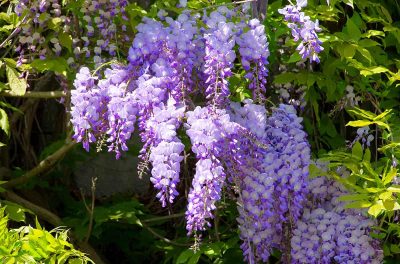 How to Grow Wisteria – A Guide to Lush Blooms - Plantglossary