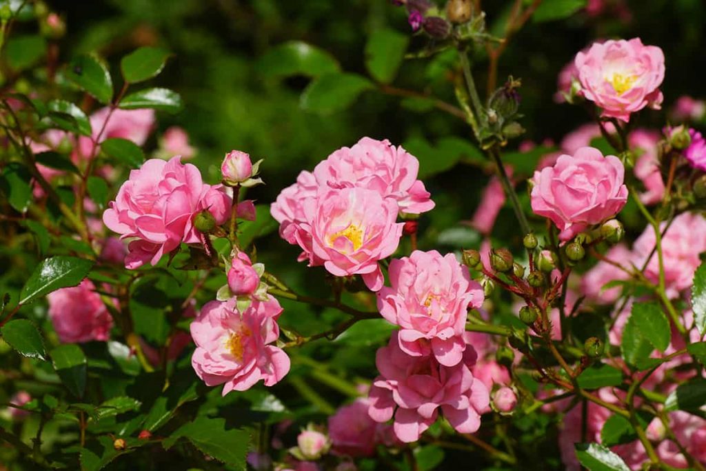 18 Tough Roses That Can Add Beaty and Withstand Harsh Climates ...