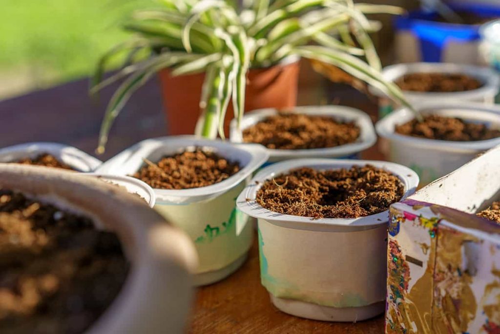 How to Reuse and Revitalize Old Potting Soil - Plantglossary