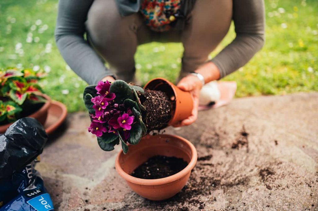 How to Repot African Violets - Plantglossary