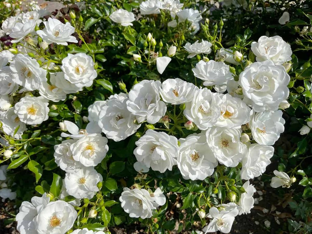 18 Tough Roses That Can Add Beaty and Withstand Harsh Climates ...