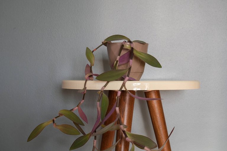 20 Amazing Trailing Houseplants For Any Vertical Displays - Plantglossary