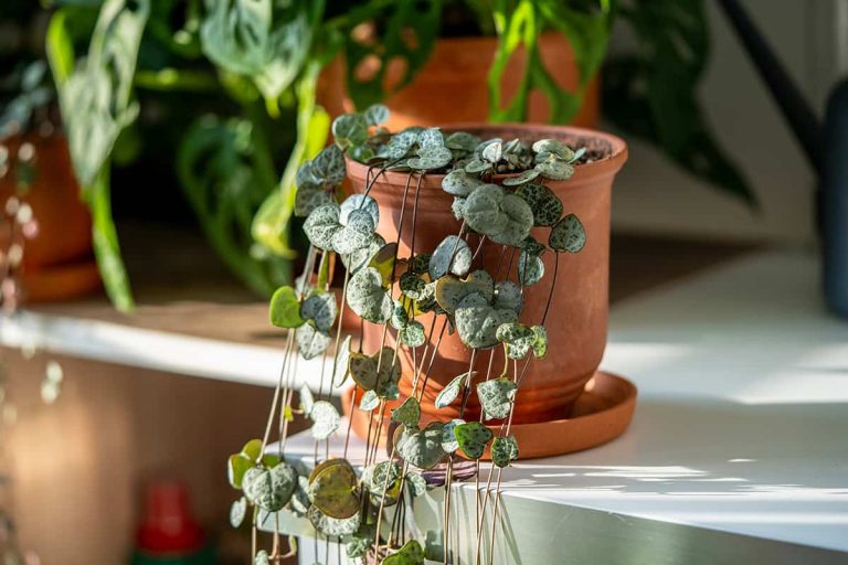 20 Amazing Trailing Houseplants For Any Vertical Displays - Plantglossary
