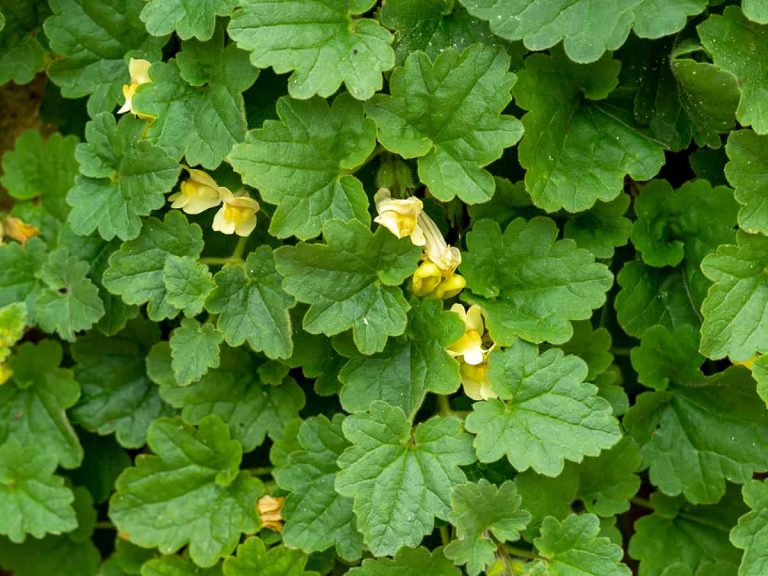 14 Best Plants For Hanging Baskets - Plantglossary