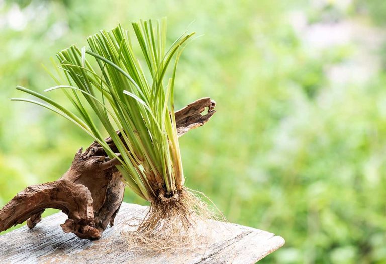 19 Snake-Repellent Plants to Keep Snakes From Crawling Into Your Garden ...