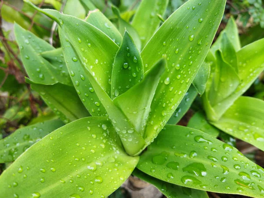 Agave 101 – Your Comprehensive Guide to Planting and Maintenance ...