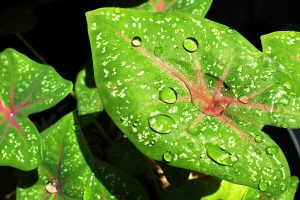 How to Care for Caladium – Tips For a Healthy and Vibrant Plant ...