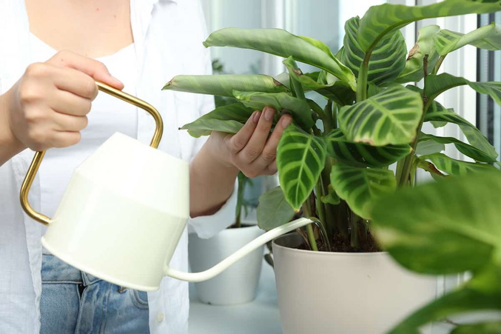 How to Take Care of the Calathea - Plantglossary