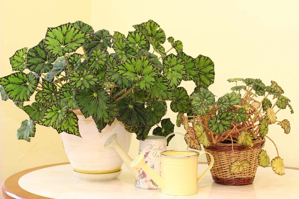 How to Grow and Care for Rex Begonia - Plantglossary