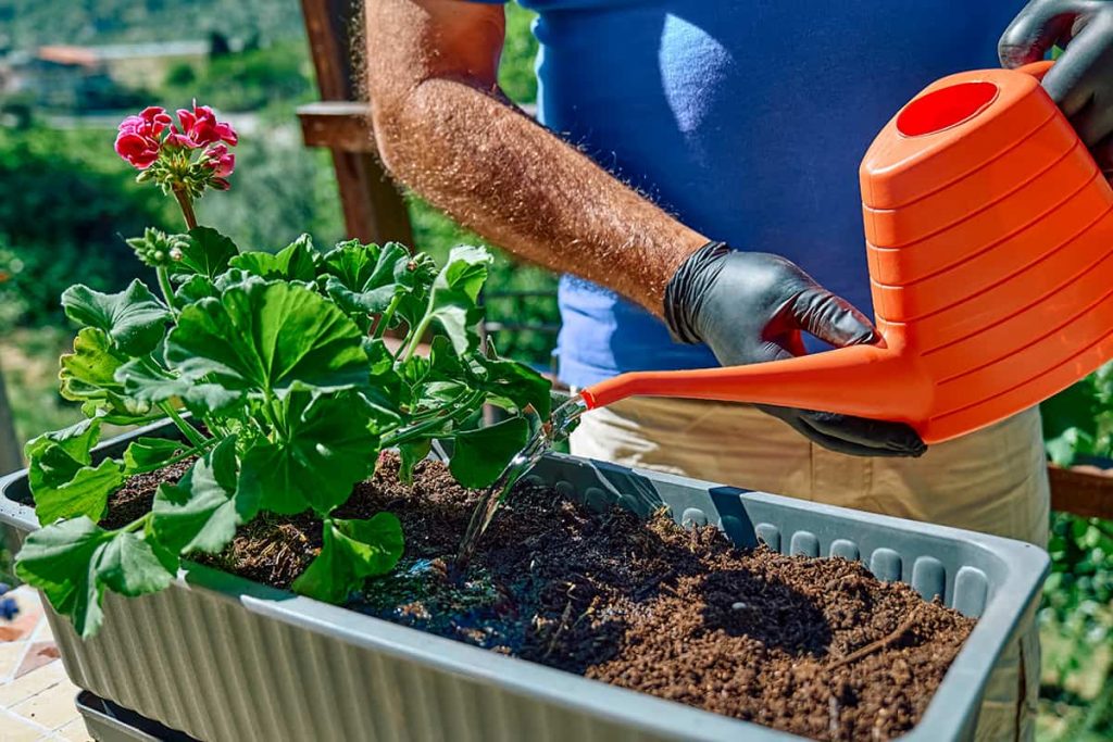 How to Grow Geraniums in Pots - Plantglossary