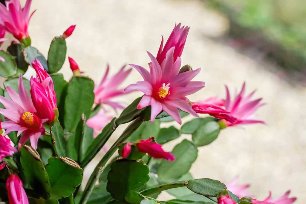 How to Make Easter Cactus Bloom - Plantglossary
