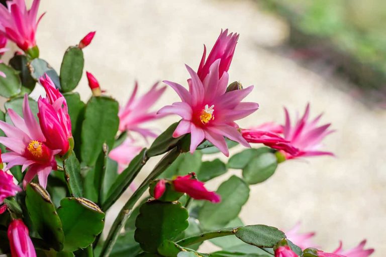 How to Make Easter Cactus Bloom - Plantglossary