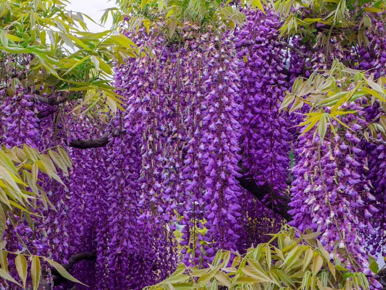 How to Grow Wisteria – A Guide to Lush Blooms - Plantglossary