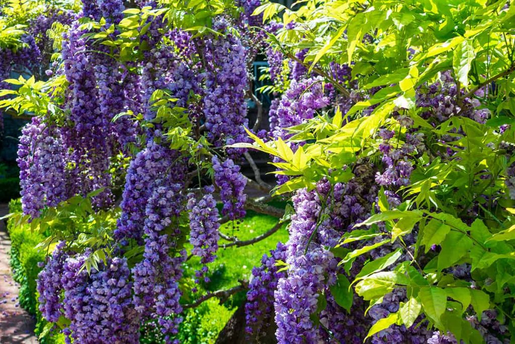How to Grow Wisteria – A Guide to Lush Blooms - Plantglossary