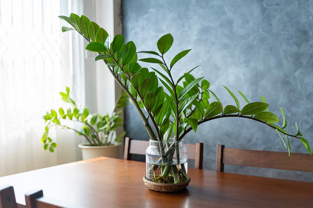 15 Most Dangerous Houseplants in the Home - Plantglossary