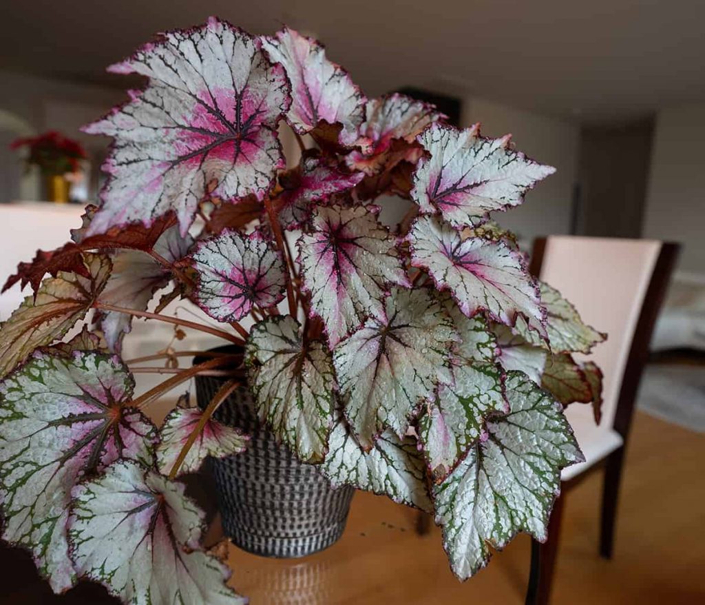 How to Grow and Care for Begonia - Plantglossary