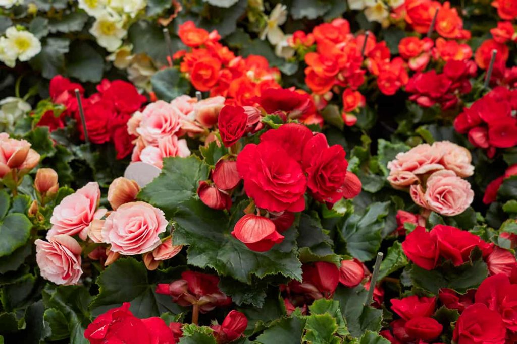 How to Grow and Care for Begonia - Plantglossary