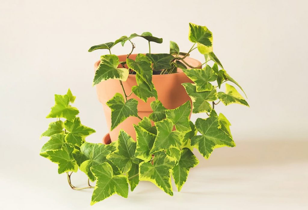 A Complete Care Guide to Ivy Plants - Plantglossary