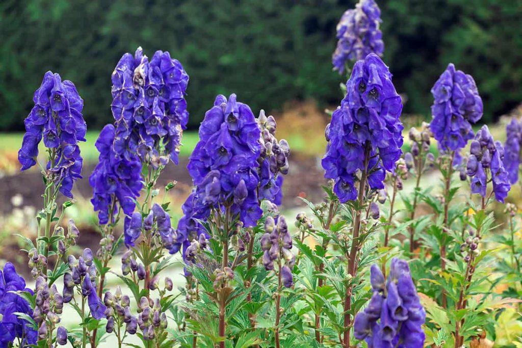 21 Poisonous Plants That Can Harm You - Plantglossary