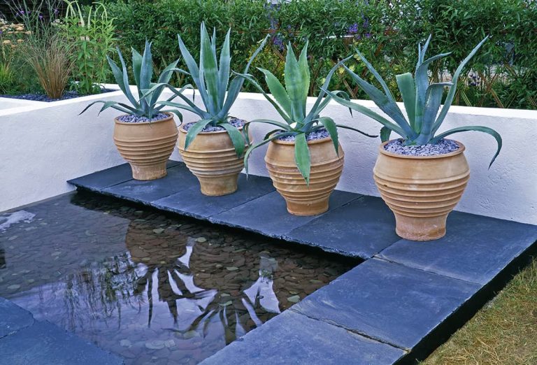20 Best Plants Around the Pool - Plantglossary