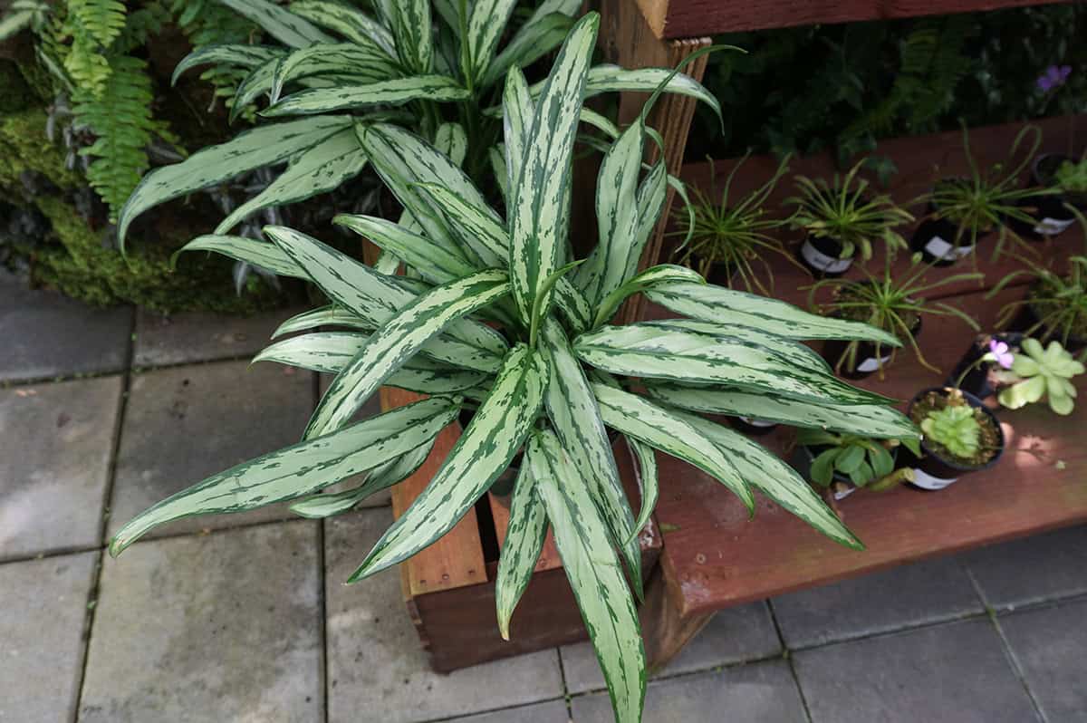 How to Grow and Care For Chinese Evergreen - Plantglossary