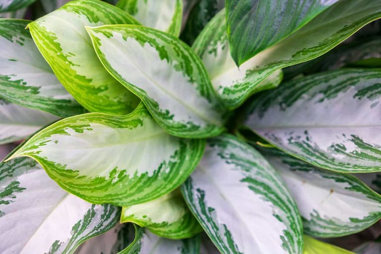 How to Grow and Care For Chinese Evergreen - Plantglossary