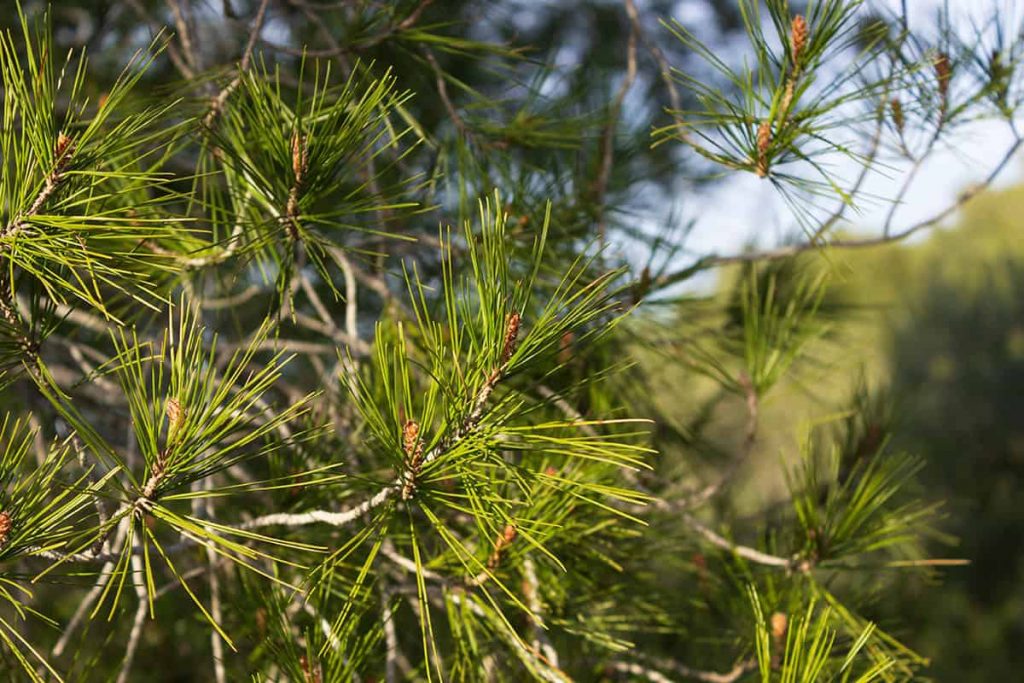 30 Different Types of Pine Trees You Can Grow - Plantglossary