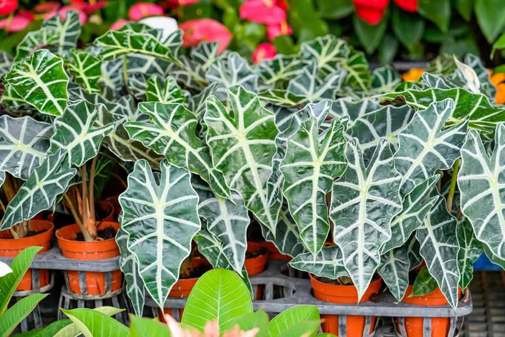 25 Stunning Types of Elephant Ear Plants - Plantglossary
