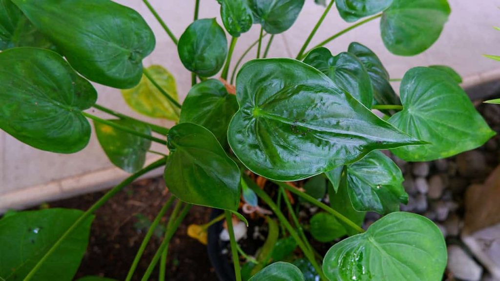 25 Stunning Types of Elephant Ear Plants - Plantglossary