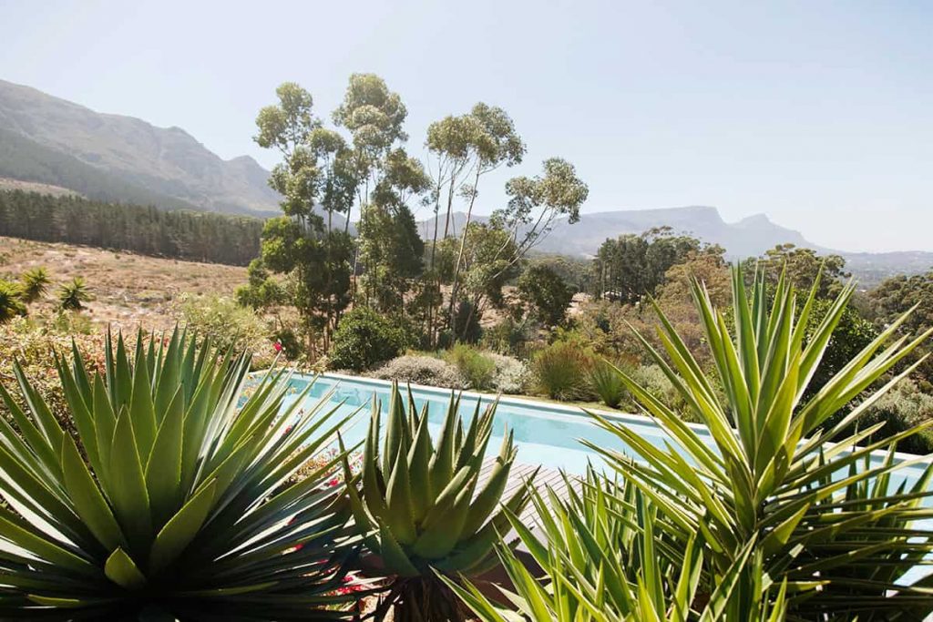 20 Best Plants Around the Pool - Plantglossary