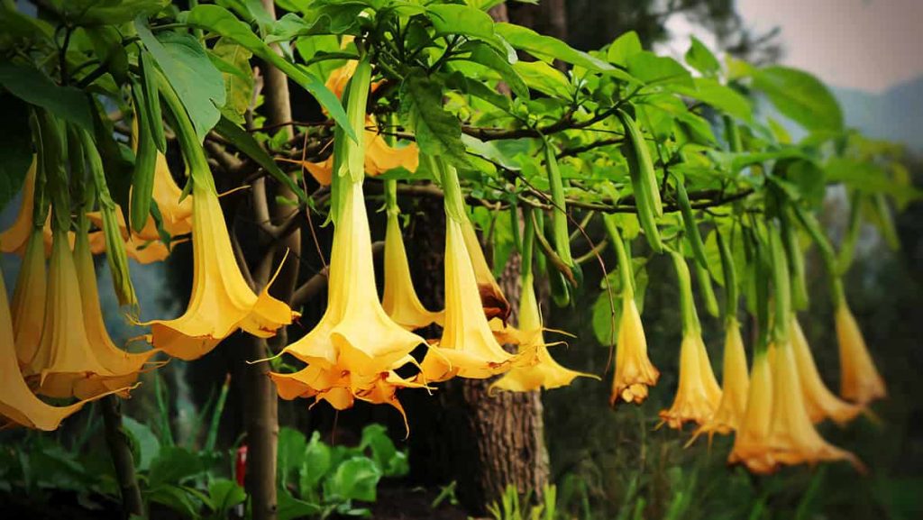21 Poisonous Plants That Can Harm You - Plantglossary