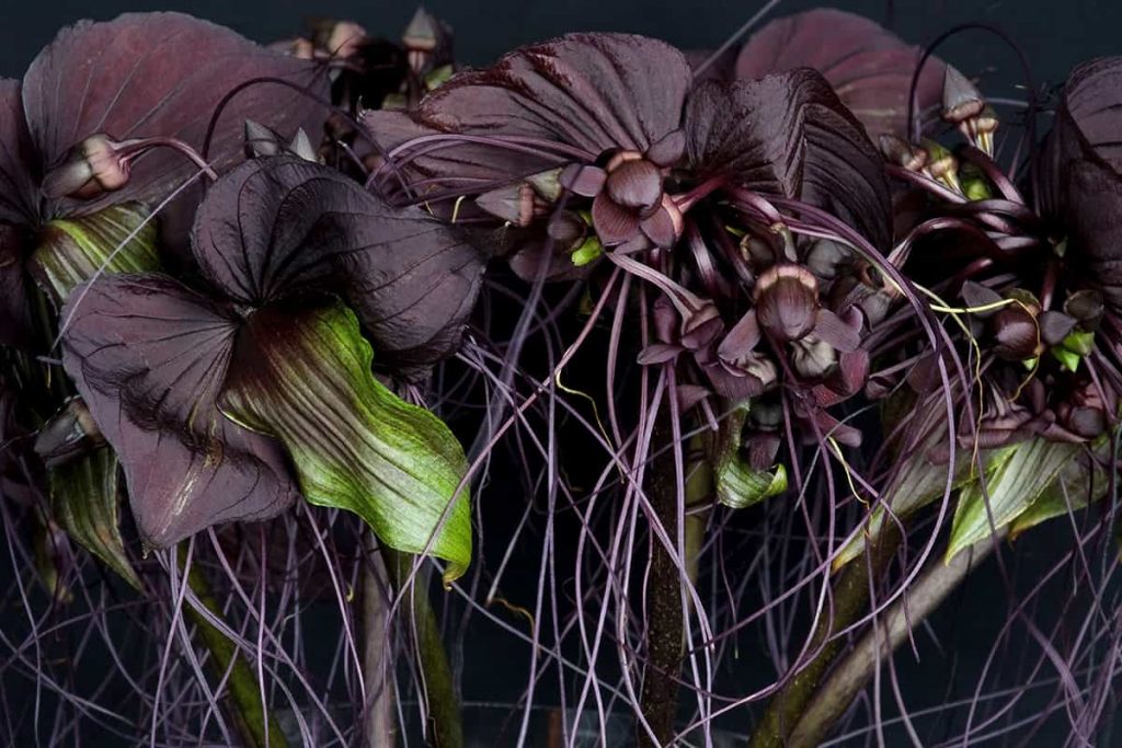 22 Black Flowers to Add Elegance and Mystery to Your Garden - Plantglossary