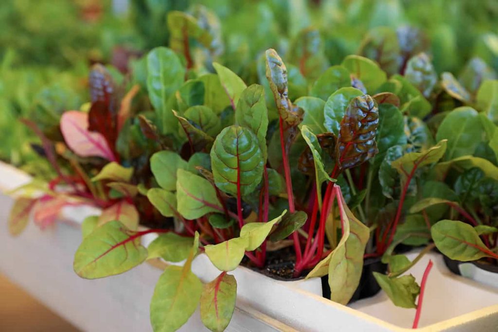 20 Vegetables that Grow in Shade in Pots - Plantglossary
