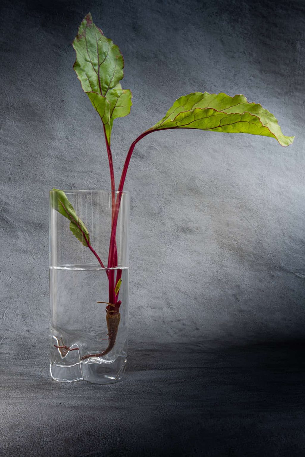 17 Vegetables that You Can Regrow Indoors with Just Water - Plantglossary