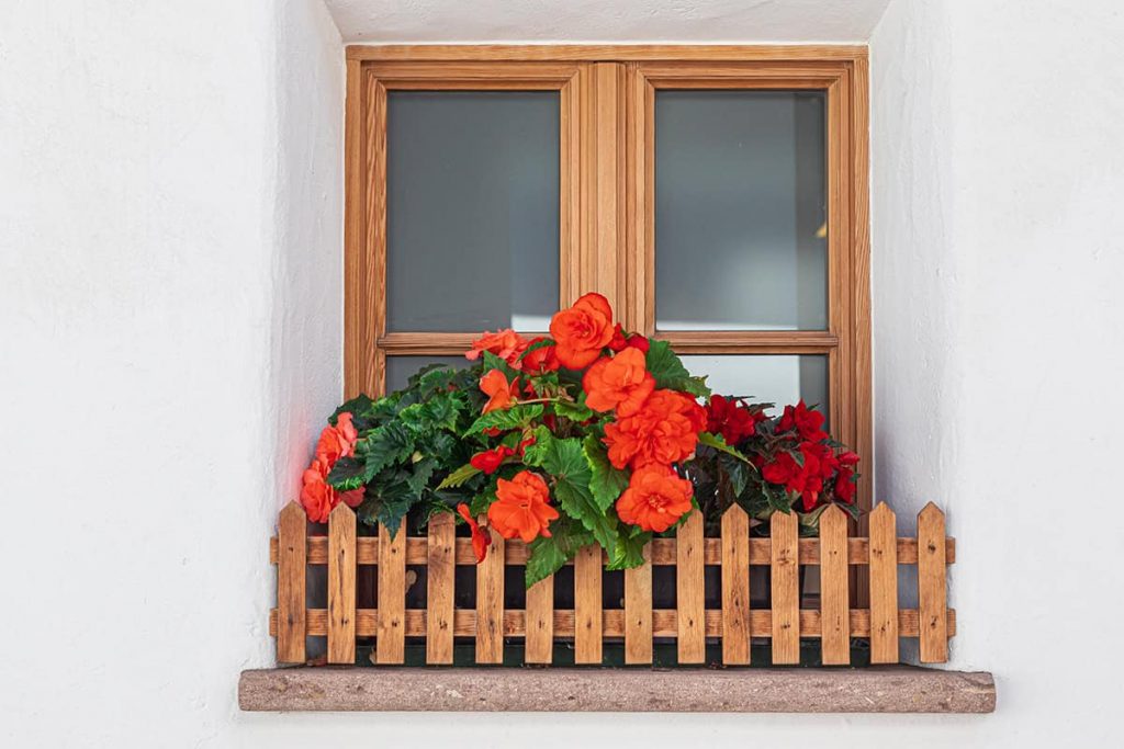20 Best Flowers for Your Window Boxes - Plantglossary