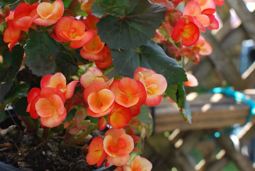 20 Gorgeous Potted Flowers For Patio - Plantglossary