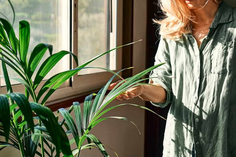 How to Clean Houseplant Leaves The Right Way - Plantglossary
