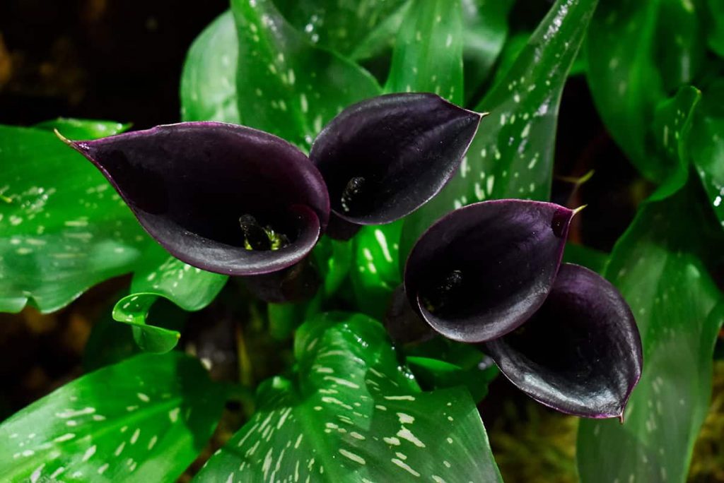 22 Black Flowers to Add Elegance and Mystery to Your Garden - Plantglossary