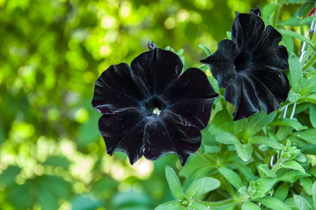 22 Black Flowers to Add Elegance and Mystery to Your Garden - Plantglossary