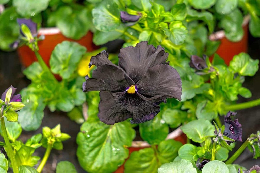 22 Black Flowers to Add Elegance and Mystery to Your Garden - Plantglossary